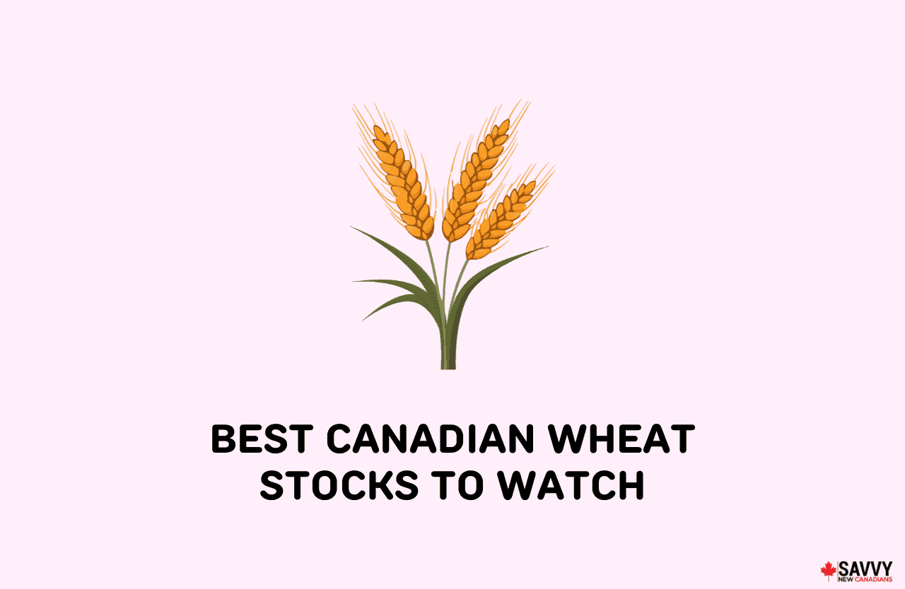 5 Best Canadian Wheat Stocks To Watch in October 2025 - Savvy New Canadians